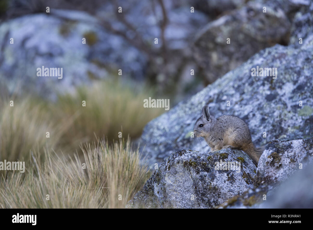 Mountain viscacha (Lagidium peruanum), Huascaran NP, Andes, White ...