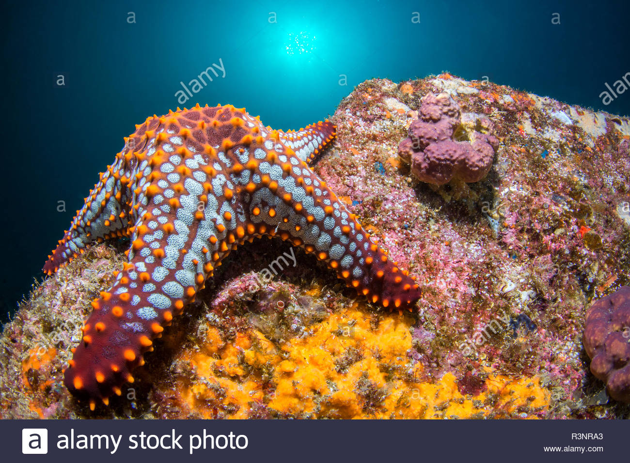 Valvatida Stock Photos & Valvatida Stock Images - Alamy