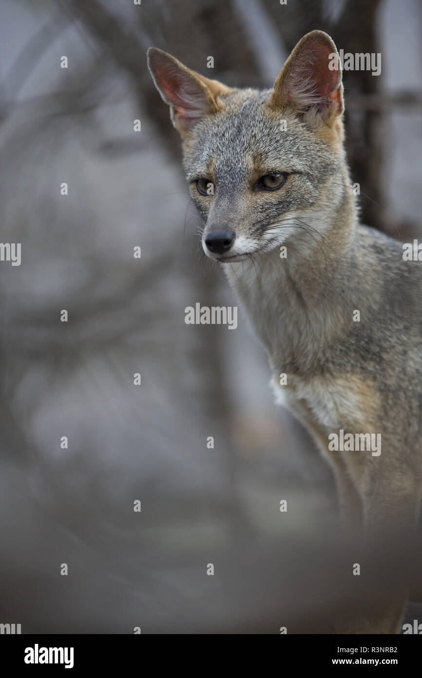 Chaparri High Resolution Stock Photography and Images - Alamy