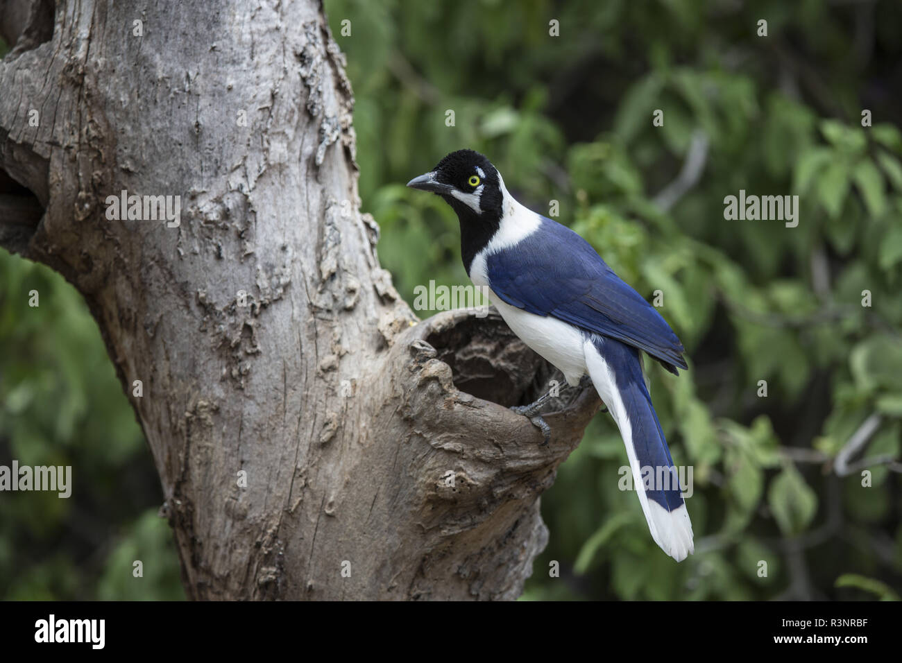 Cyanocorax mystacalis hi-res stock photography and images - Alamy