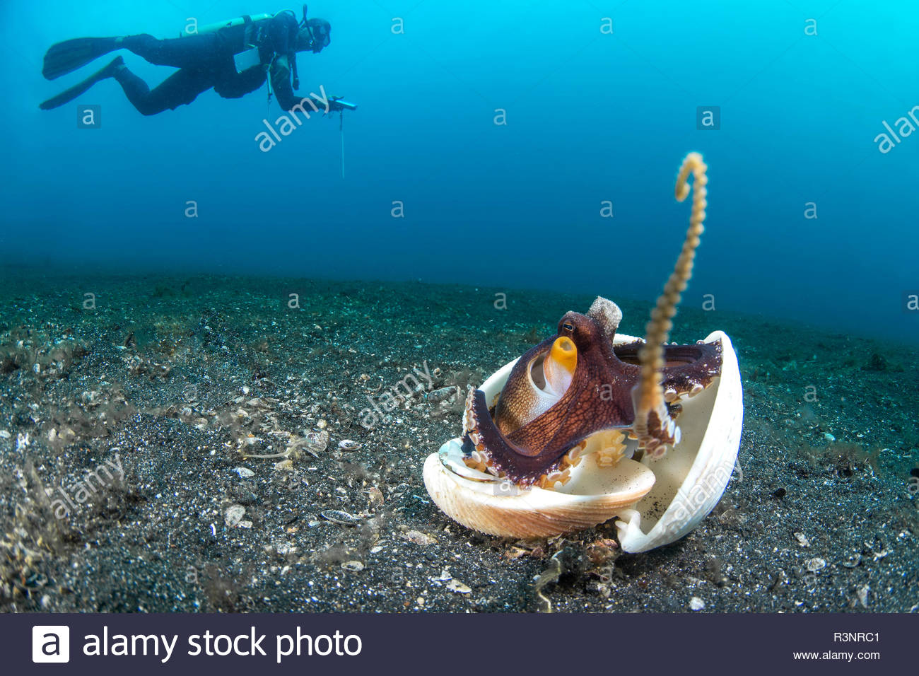 Octopus Shells High Resolution Stock Photography and Images - Alamy