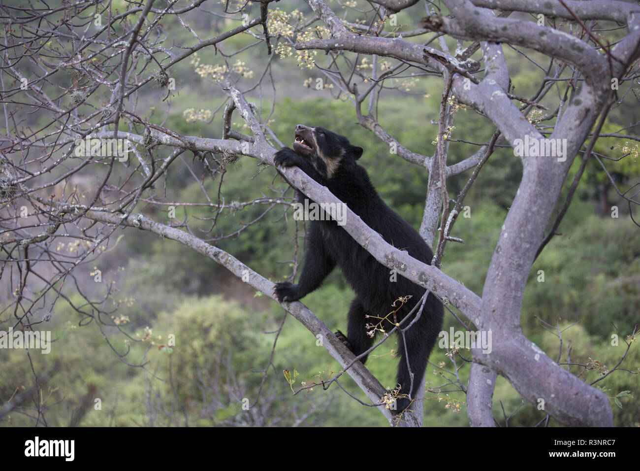 Spectacled Bear Peru High Resolution Stock Photography and Images - Alamy