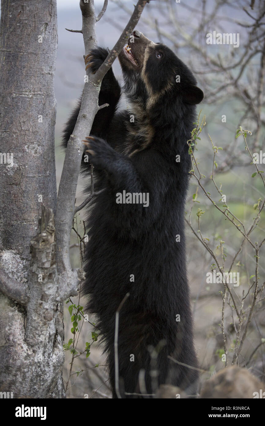 Spectacled bear paws hi-res stock photography and images - Alamy