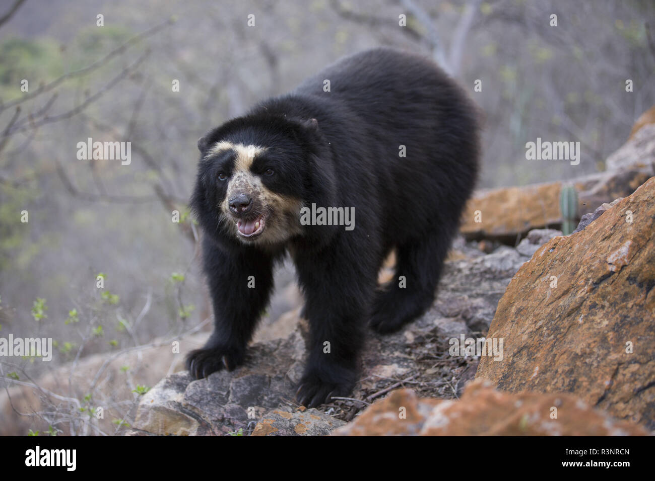 Spectacled bear peru hi-res stock photography and images - Alamy
