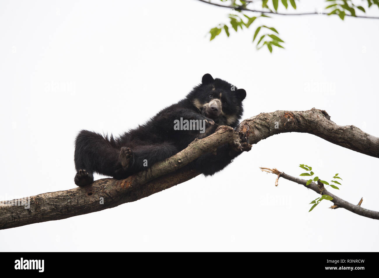 Spectacled Bear Peru High Resolution Stock Photography and Images - Alamy