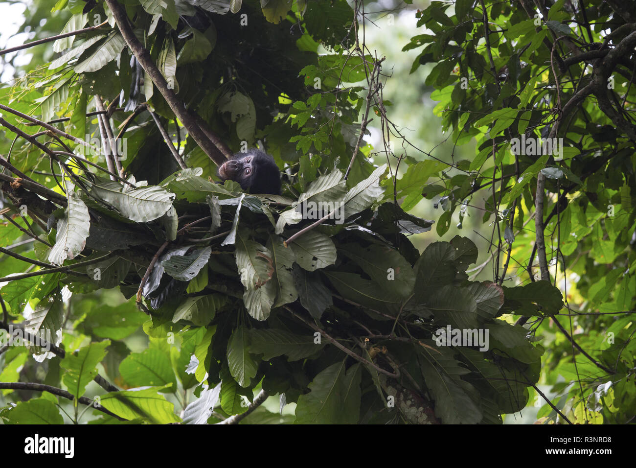 Bonobo (Pan paniscus) Bonobo population revealed to the international ...