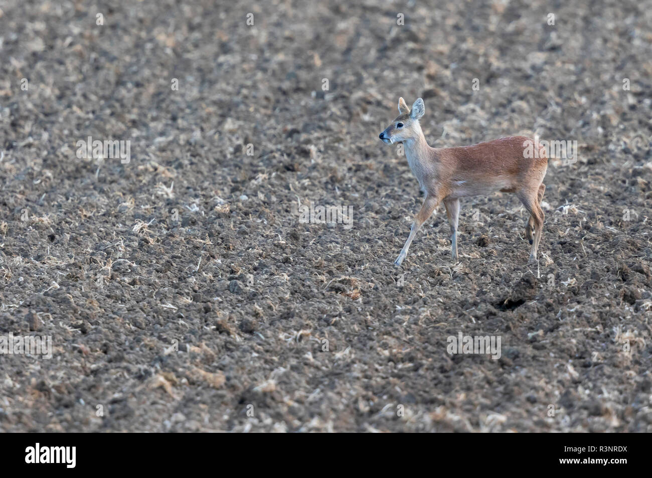 Substance deer hi-res stock photography and images - Alamy