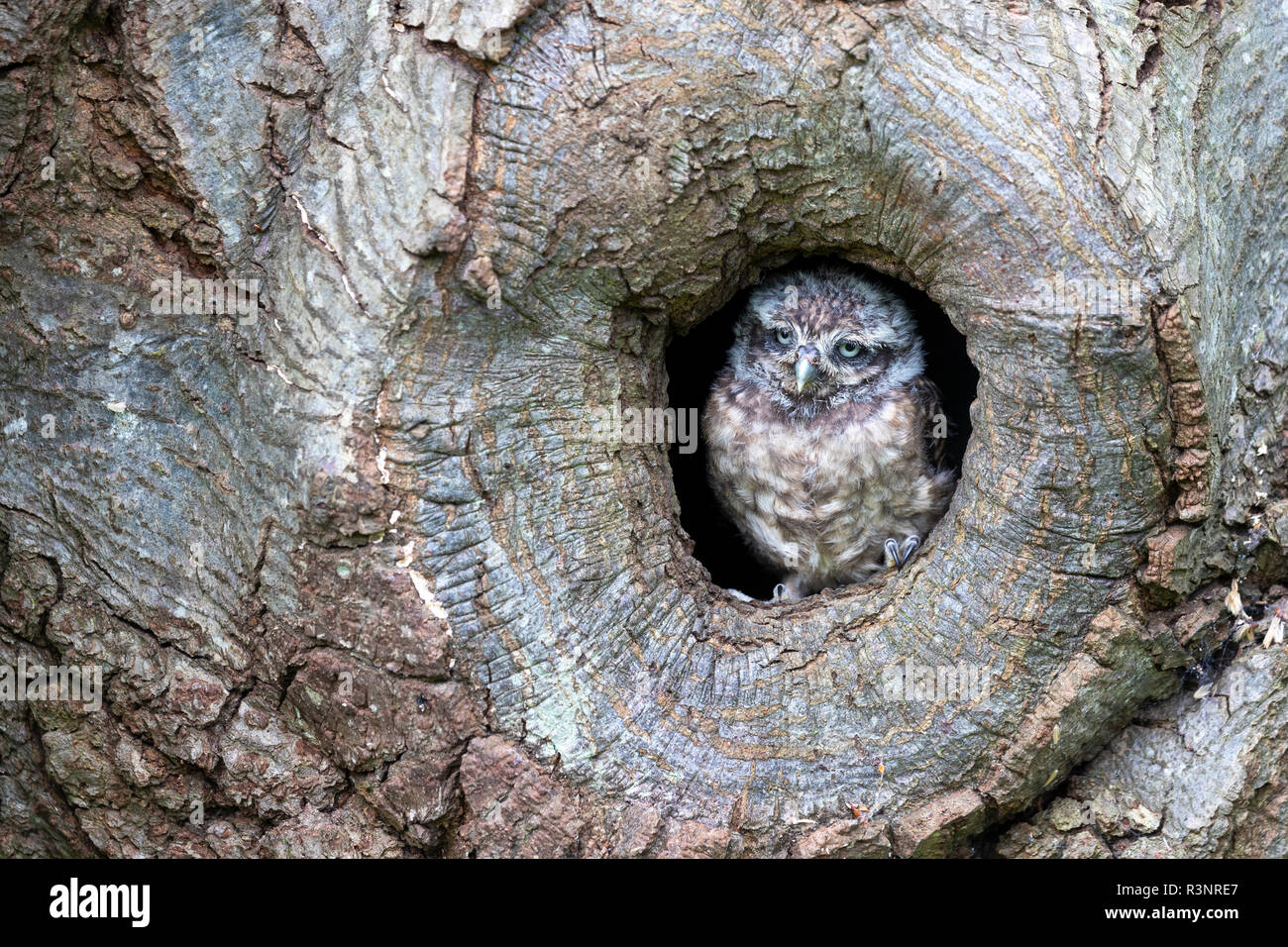Little owl in tree hollow hi-res stock photography and images - Alamy