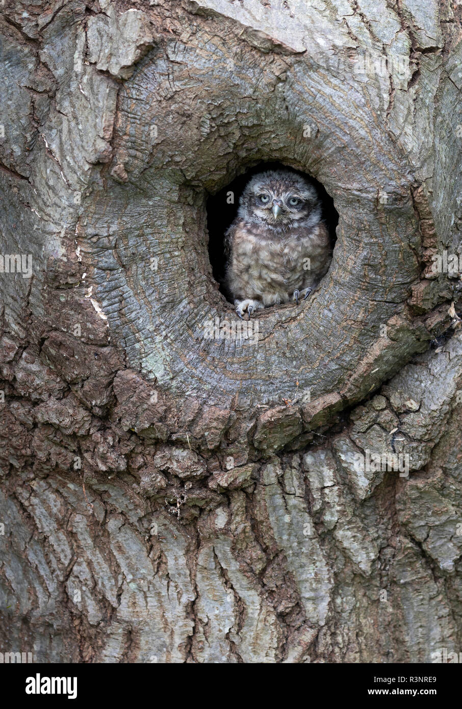 Owl inside a tree hi-res stock photography and images - Alamy