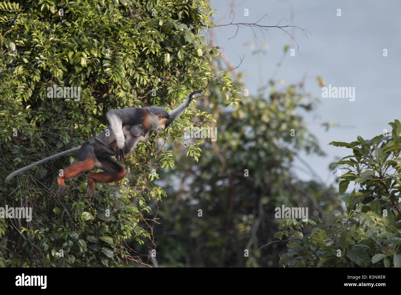 Red-shanked Douc langur (Pygathrix nemaeus) Female and new-born baby ...