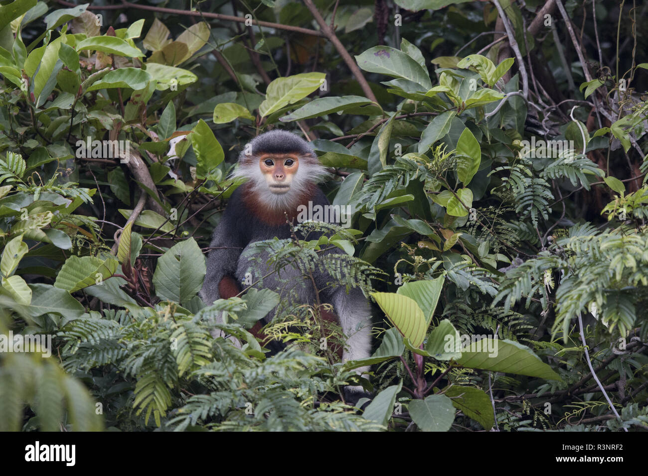 Red-shanked Douc langur (Pygathrix nemaeus), Vietnam Stock Photo - Alamy