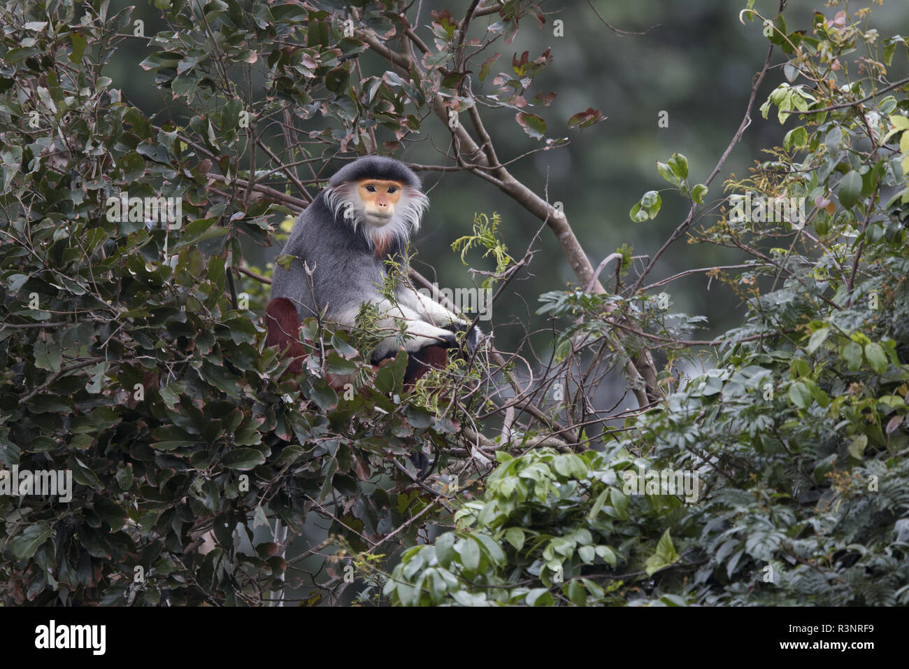 Red-shanked Douc langur (Pygathrix nemaeus) male adult, Vietnam Stock ...