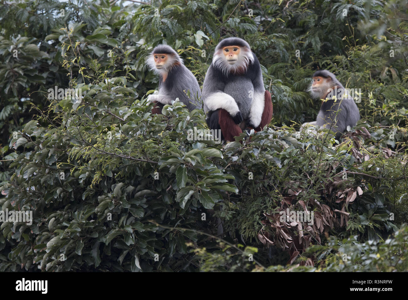 Red-shanked Douc langur (Pygathrix nemaeus) adult male and females ...