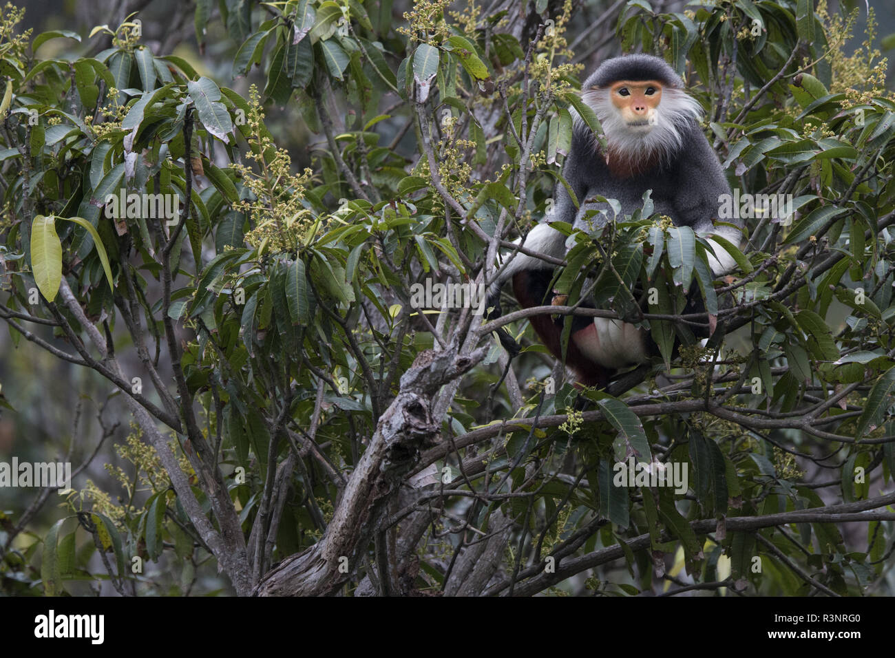Red-shanked Douc langur (Pygathrix nemaeus) male adult, Vietnam Stock ...