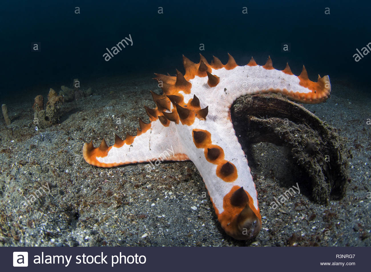 Protoreaster High Resolution Stock Photography and Images - Alamy