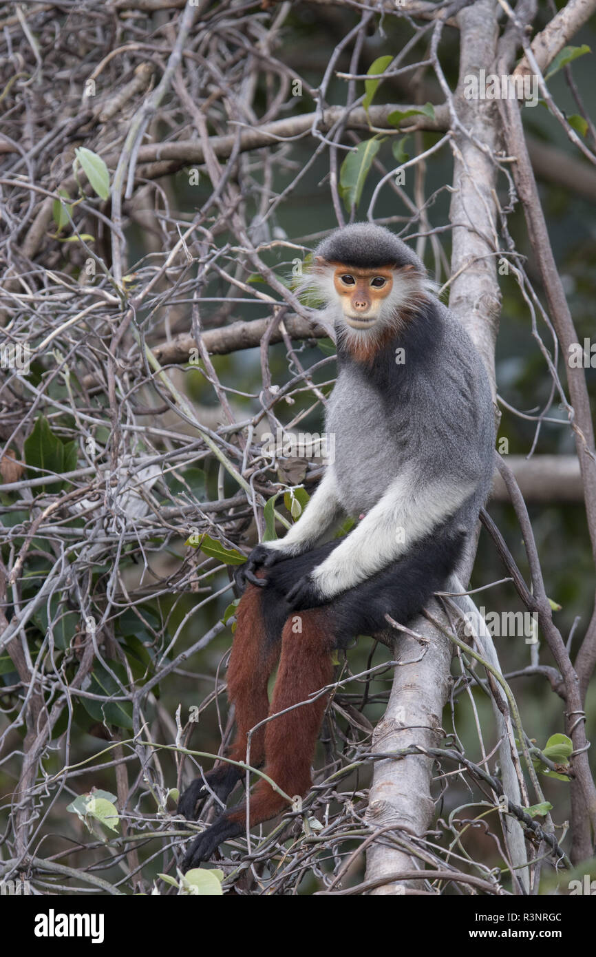 Pygathrix nemaeus hi-res stock photography and images - Alamy