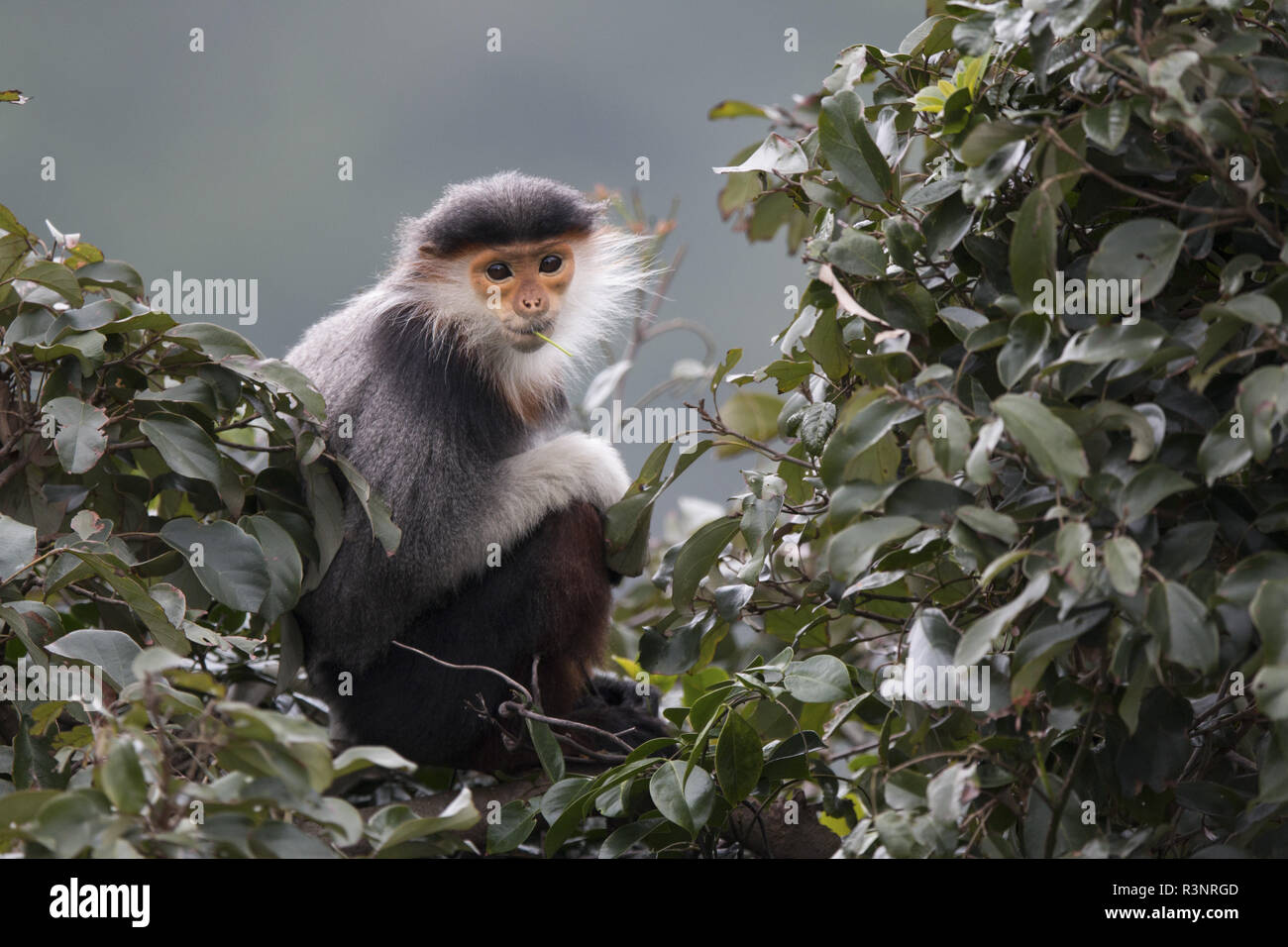 Red-shanked Douc langur (Pygathrix nemaeus) Juvenile, Vietnam Stock ...