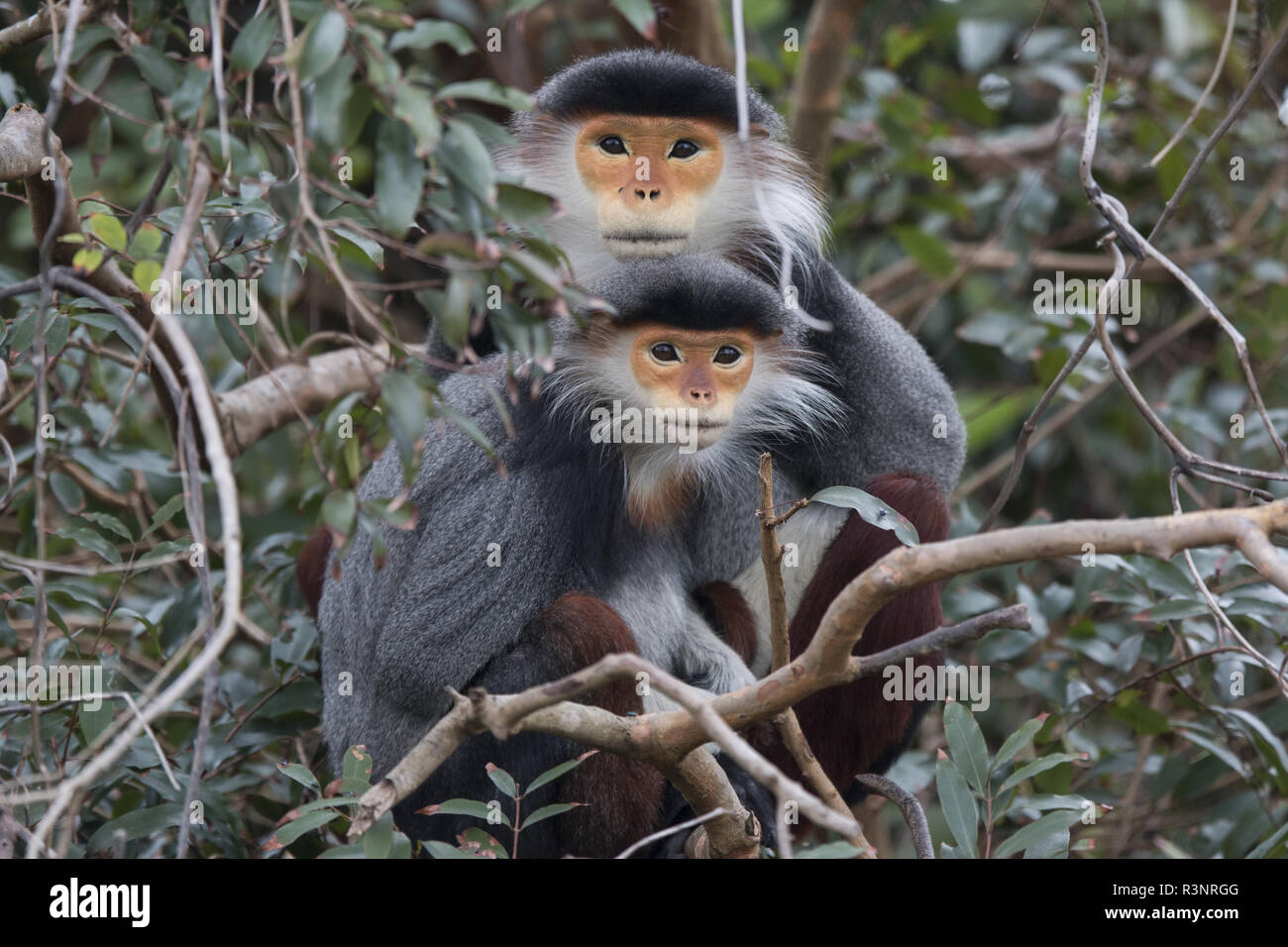 Red-shanked Douc langur (Pygathrix nemaeus) male and female, Vietnam ...