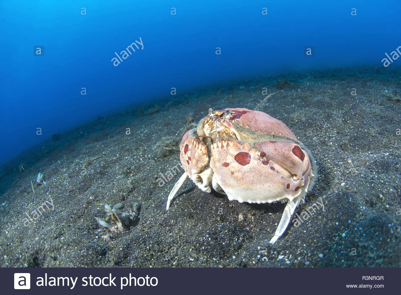 Calappa Phiargius High Resolution Stock Photography and Images - Alamy