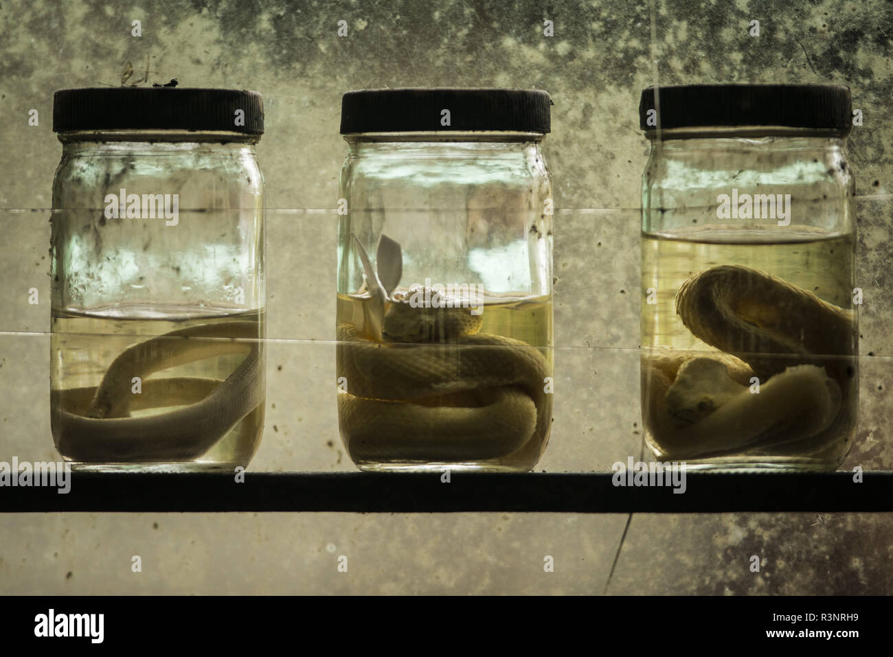 Snakes in formalin, Tenorio Volcano National Park, Costa Rica Stock ...