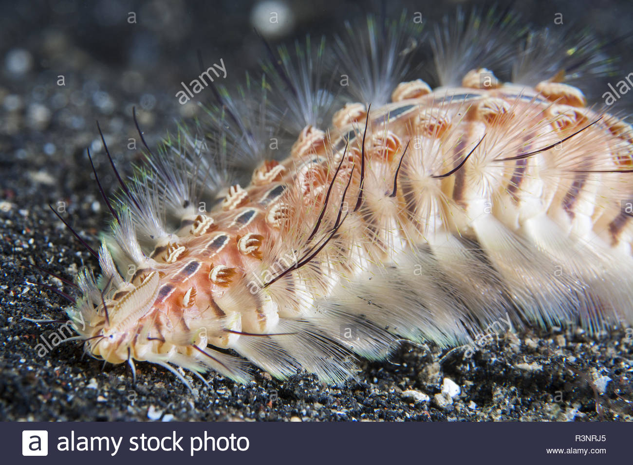 Chloeia High Resolution Stock Photography and Images - Alamy