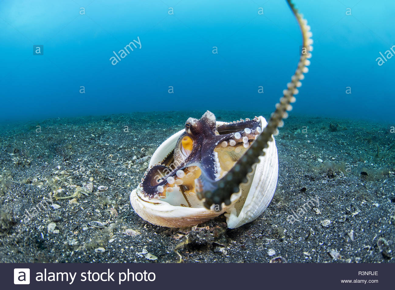 Octopus Shells High Resolution Stock Photography and Images - Alamy