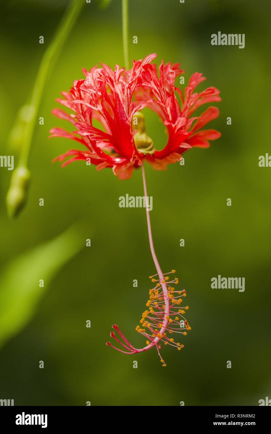 Red flower of Fringed Rosemallow (Hibiscus schizopetalus), Costa Rica ...