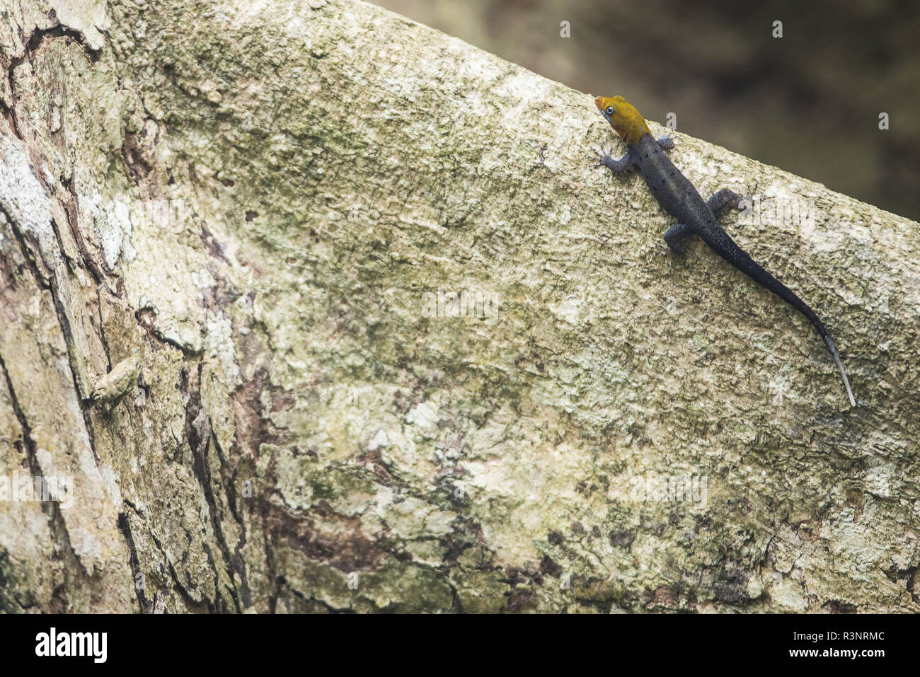 Gonatodes Albogularis High Resolution Stock Photography and Images - Alamy