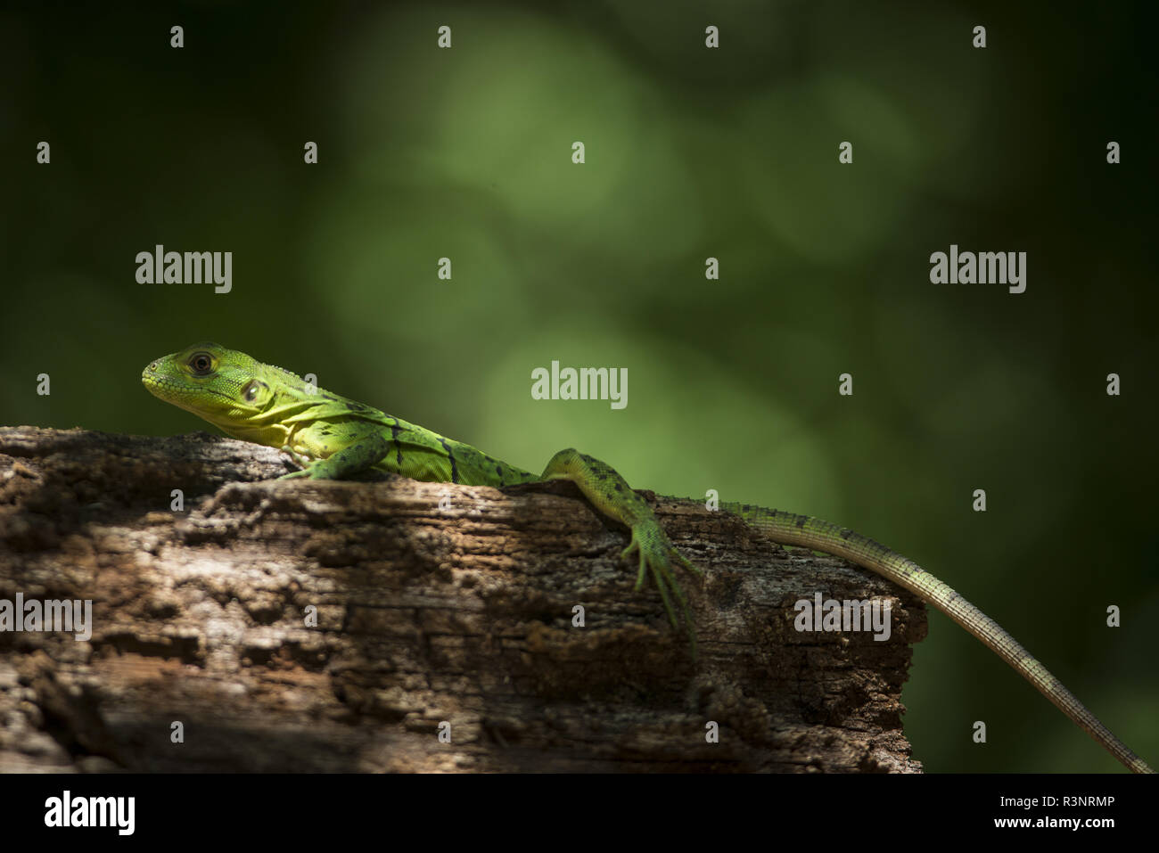 Young black spiny-tail iguana (Ctenosaura similis) on a tree trunk ...