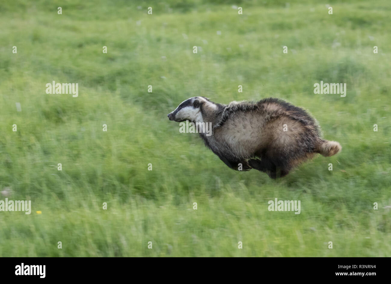 Badger (Meles meles) running in a meadow, England Stock Photo - Alamy