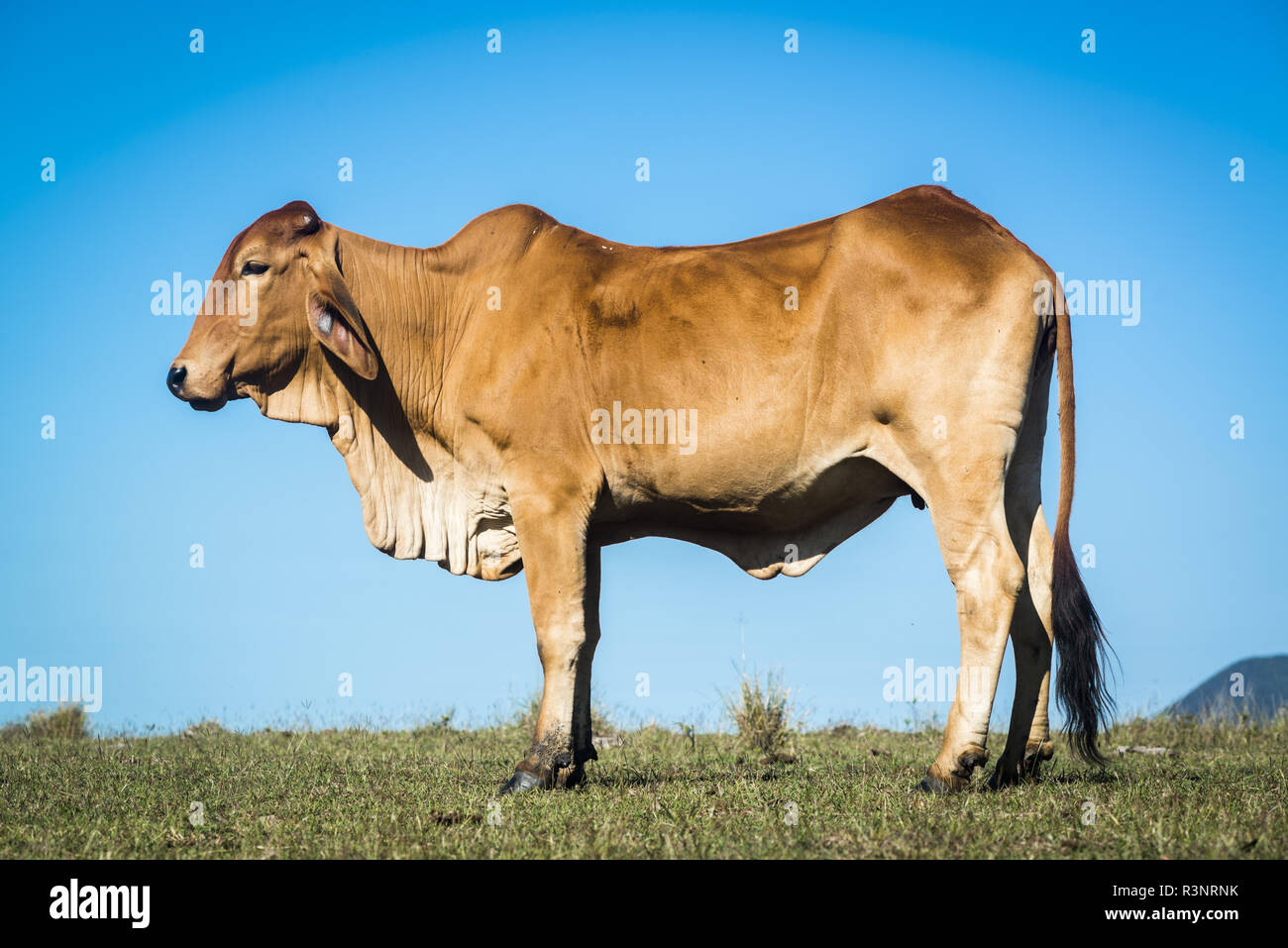 Female Zebu of Brahmin breed in a pasture. New Caledonia Stock Photo ...