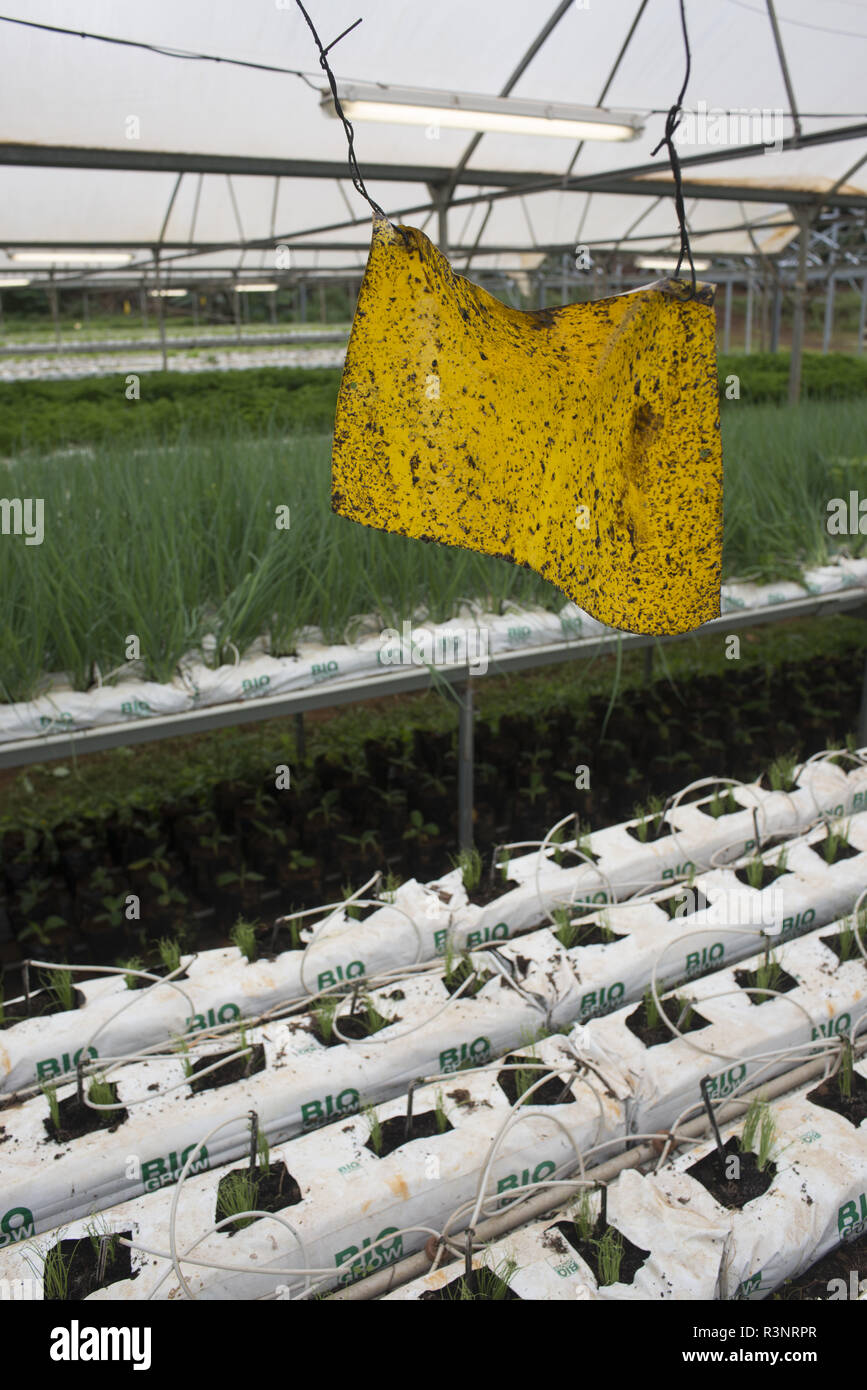 Insect trap in Organic soilless culture greenhouse. New Caledonia Stock ...