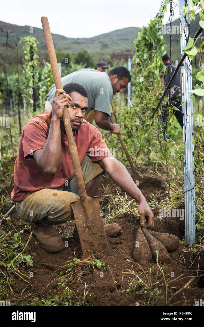 Harvest of yams in open fields. New Caledonia Stock Photo - Alamy