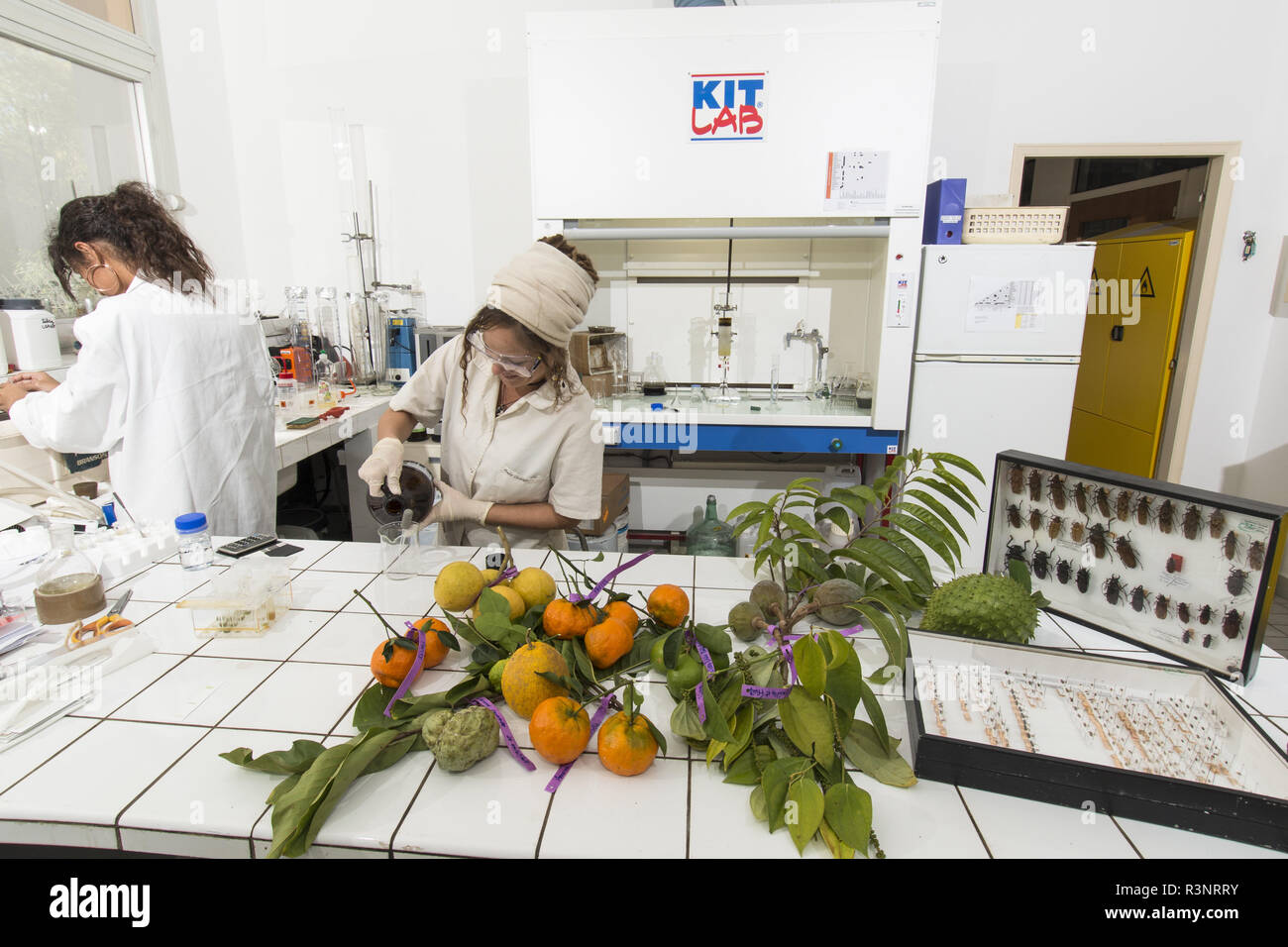 Extraction and analysis of active ingredients of fruits against pests ...