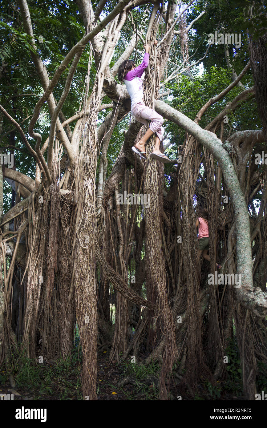 Aerial rooting hi-res stock photography and images - Alamy