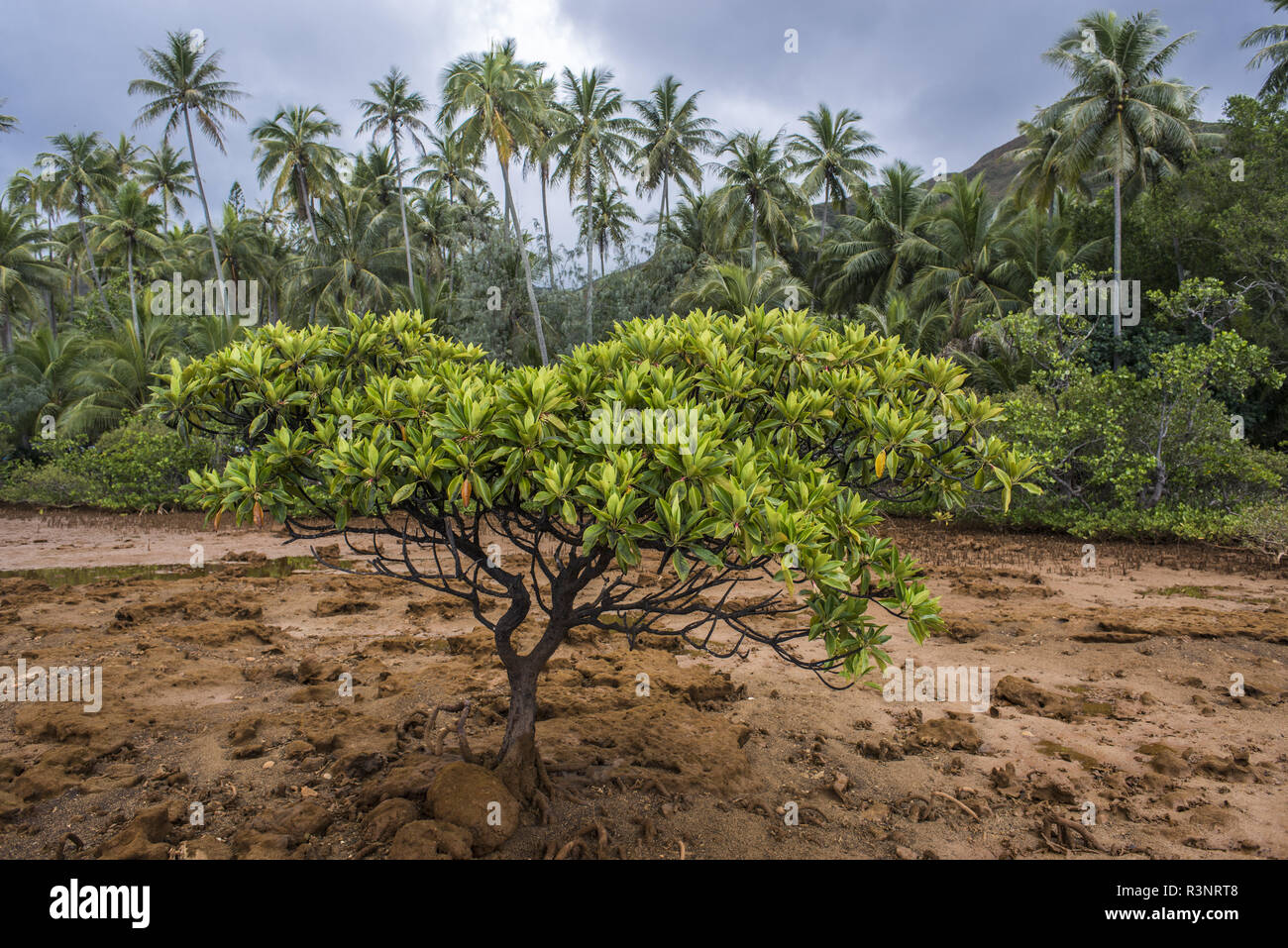 Oriental mangrove (Bruguiera gymnorrhiza) at low tide, New Caledonia ...