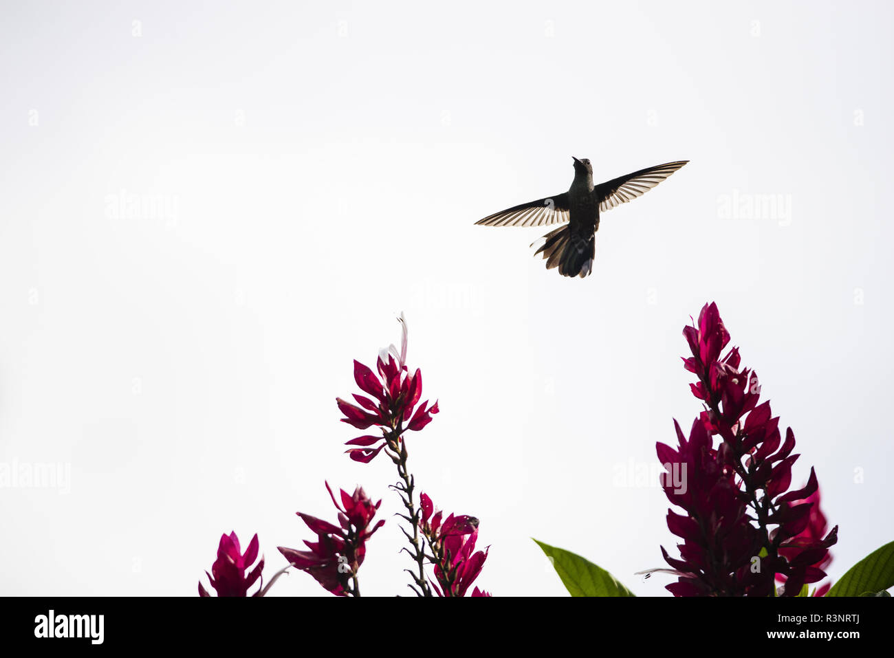 Hummingbird in flight - Tenorio Volcano National Park - Costa Rica ...