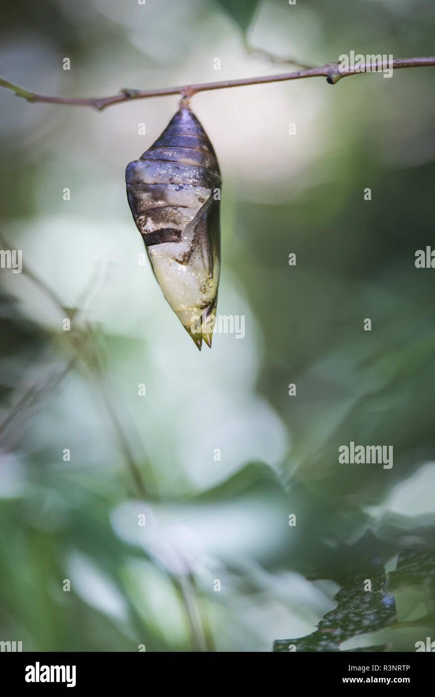 Big chrysalis - Tenorio Volcano National Park - Costa Rica Stock Photo ...