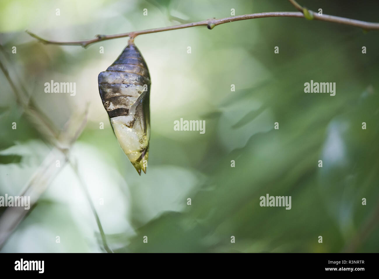 Big chrysalis - Tenorio Volcano National Park - Costa Rica Stock Photo ...