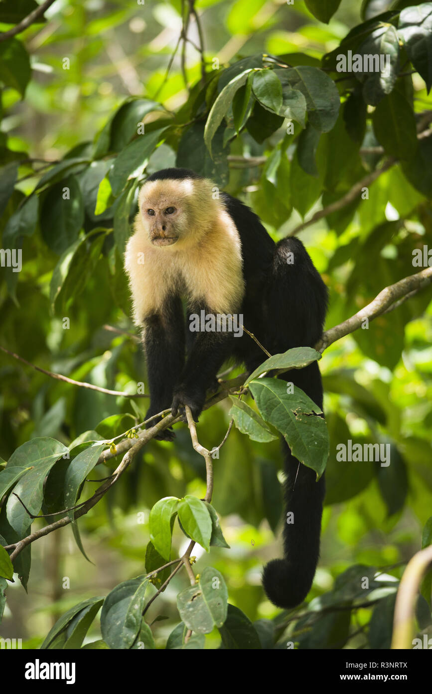 Cebus species hi-res stock photography and images - Alamy