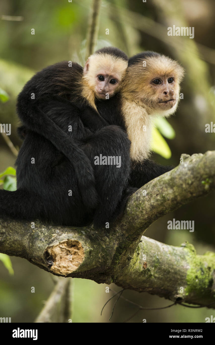 Female white faced capuchin hi-res stock photography and images - Alamy