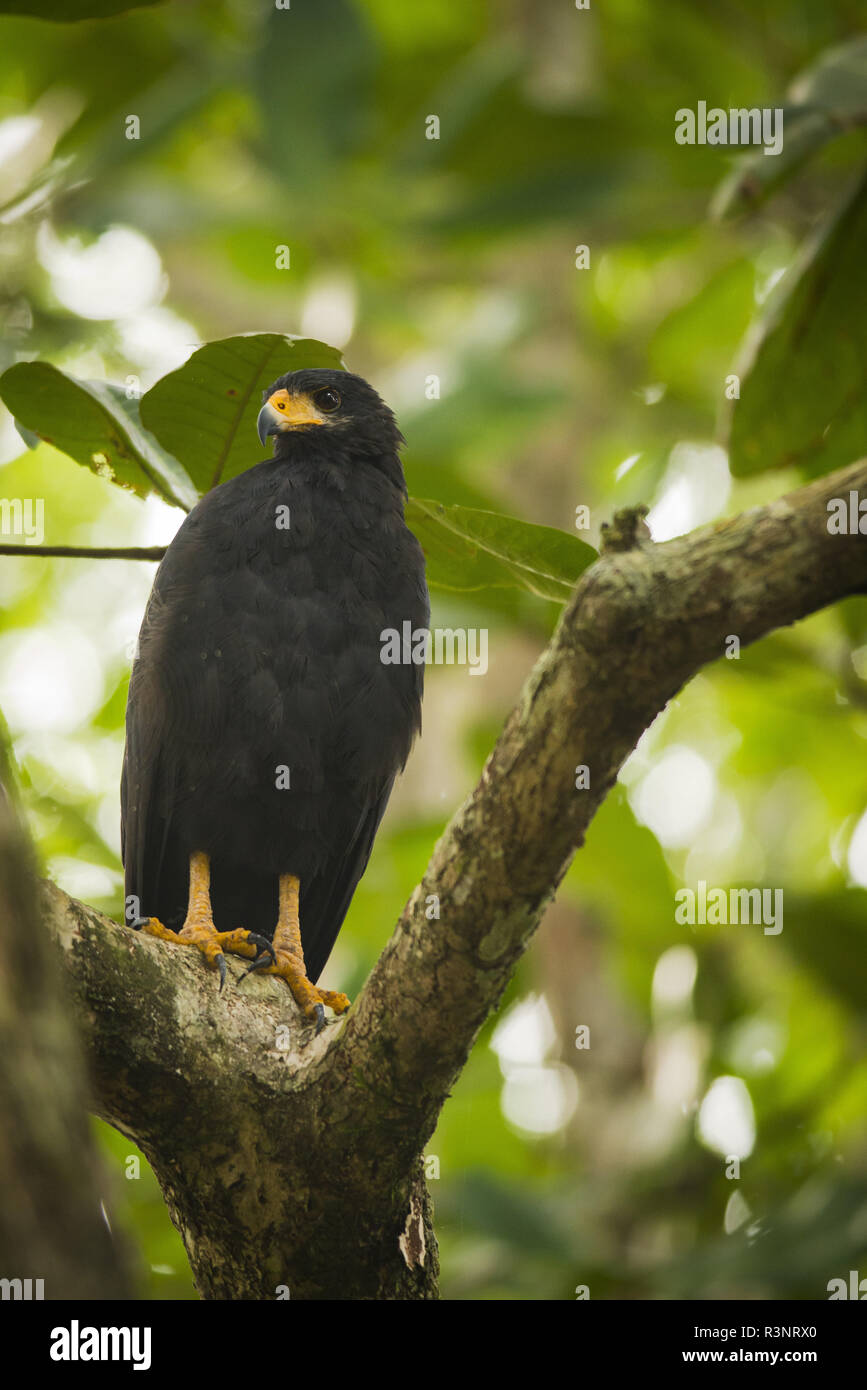 Common Black Hawk (Buteogallus anthracinus) perched in Tree, Cahuita ...