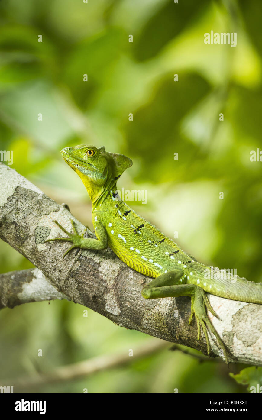 Green Basilisk (Basiliscus basiliscus) on a branch, Cahuita National ...