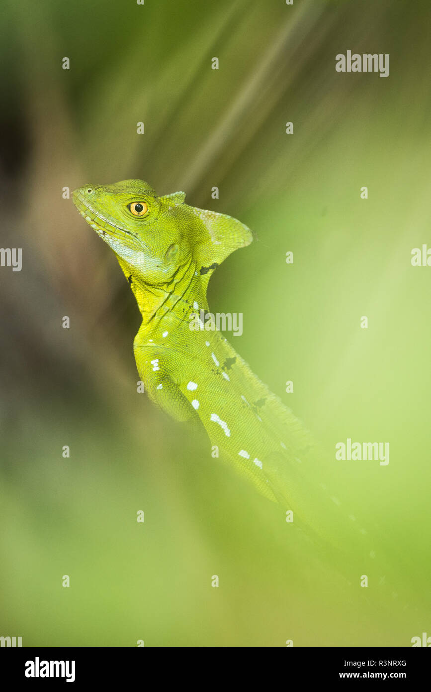 Green Basilisk (Basiliscus basiliscus) in the foliage, Cahuita National ...