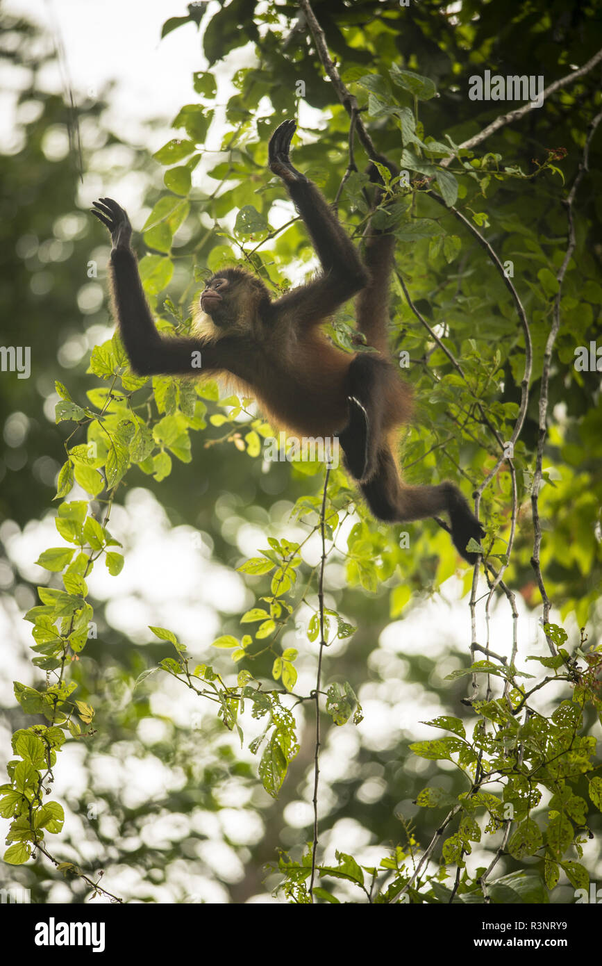 Baby monkey jumping up tree hi-res stock photography and images - Alamy