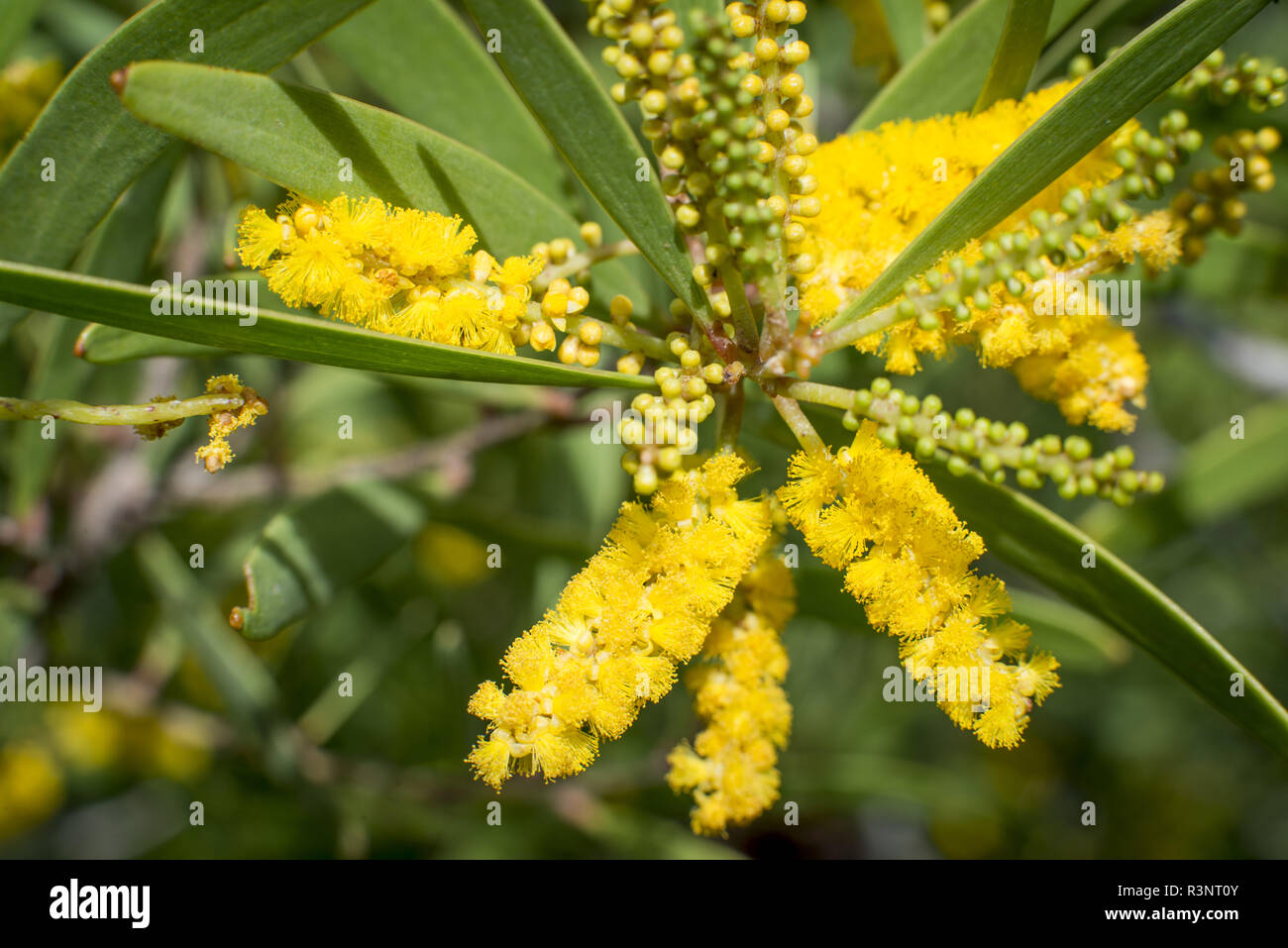 Gaiac flowers (Acacia spirorbis), Tenia islet marine reserve. New ...
