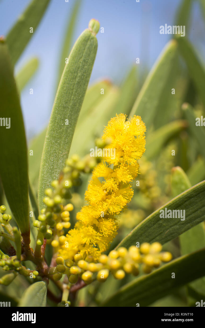 Gaiac flowers (Acacia spirorbis), Tenia islet marine reserve. New ...