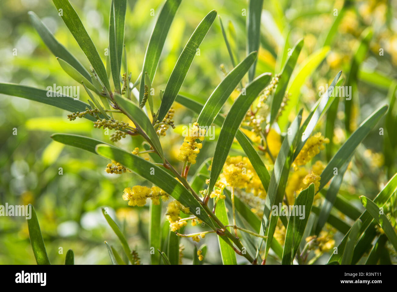 Gaiac flowers (Acacia spirorbis), Tenia islet marine reserve. New ...