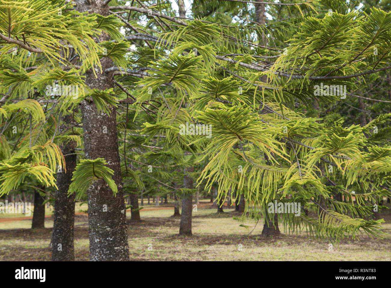 Araucaria columnaris cookii hi-res stock photography and images - Alamy
