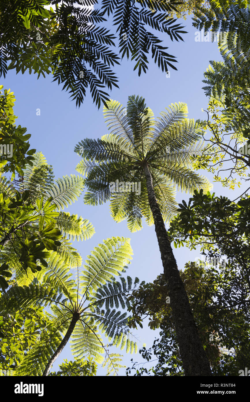 Cyatheaceae hi-res stock photography and images - Alamy